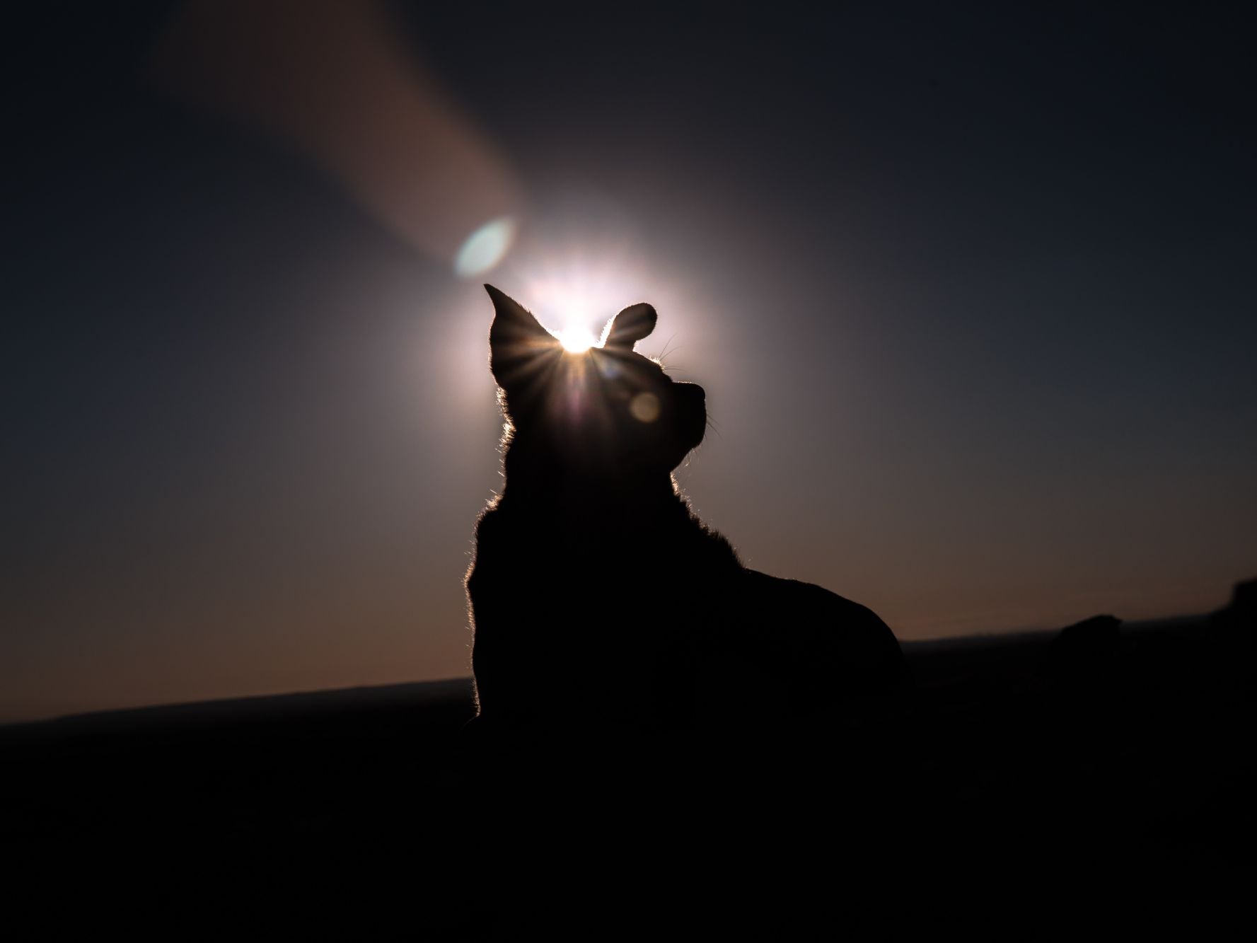 Dogstrology - dog zodiac signs - the Virgo dog